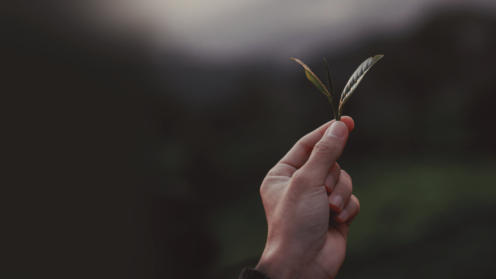 A marca da promessa - Revista Renascer Versão Digital